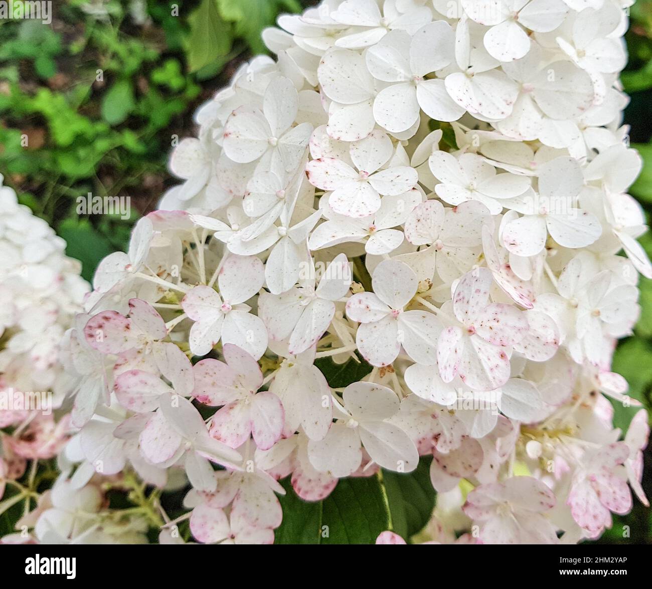 Cone shaped hydrangea hi-res stock photography and images - Alamy