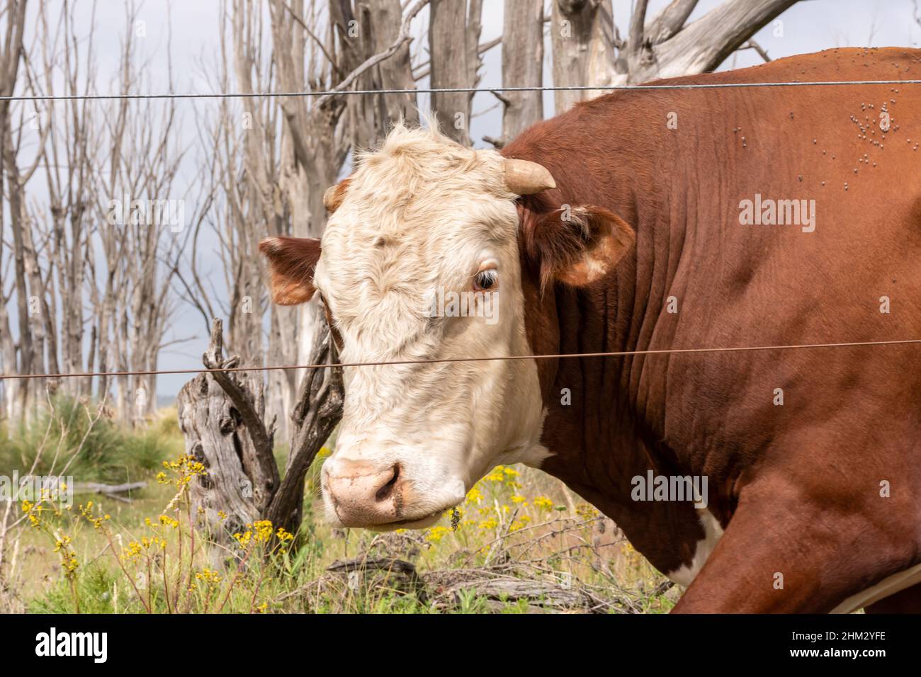 Closeup portrait hereford cattle hi-res stock photography and images ...