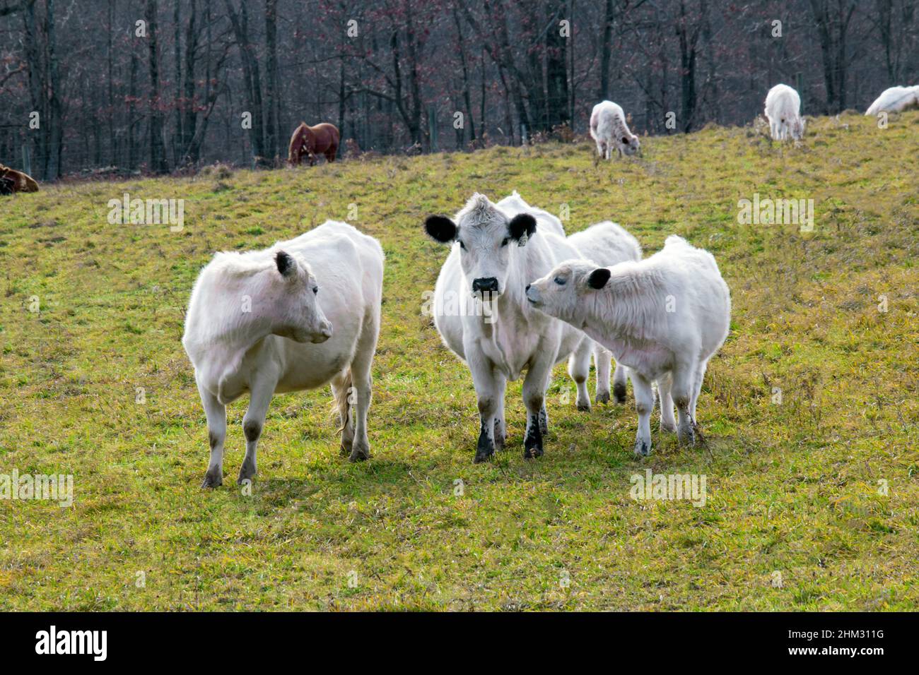 British White Cattle are a rare breed used mainly for beef but also ...