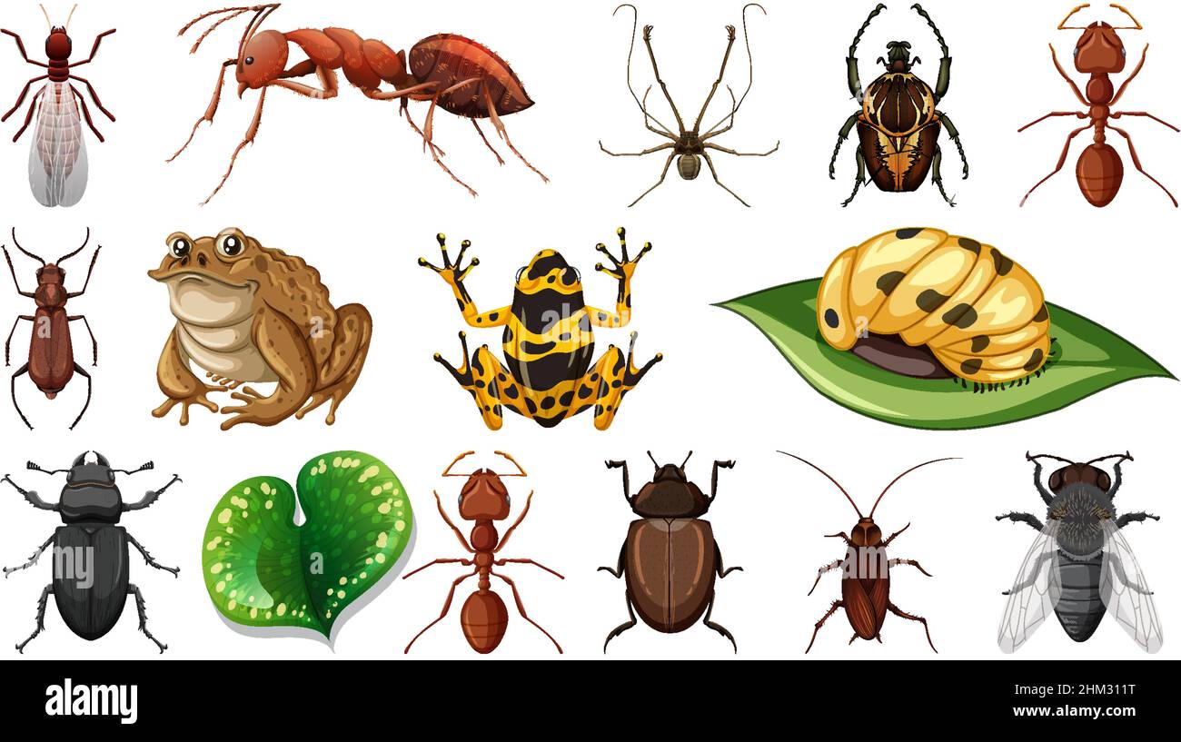 Different insects collection isolated on white background illustration ...