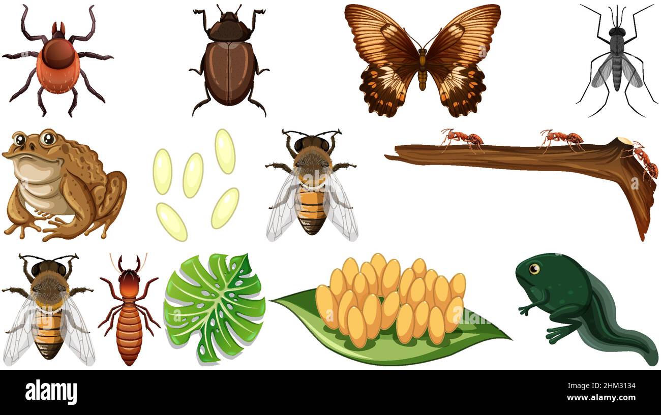 Different insects collection isolated on white background illustration ...