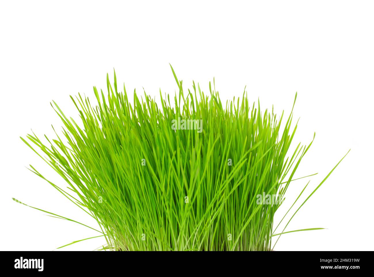 A tuft of green grass isolated on white background Stock Photo - Alamy