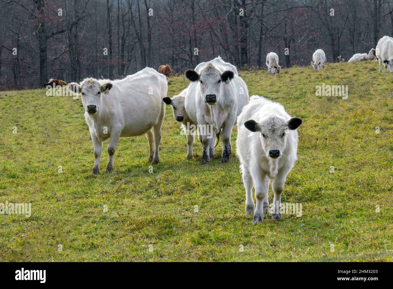 British White Cattle are a rare breed used mainly for beef but also ...
