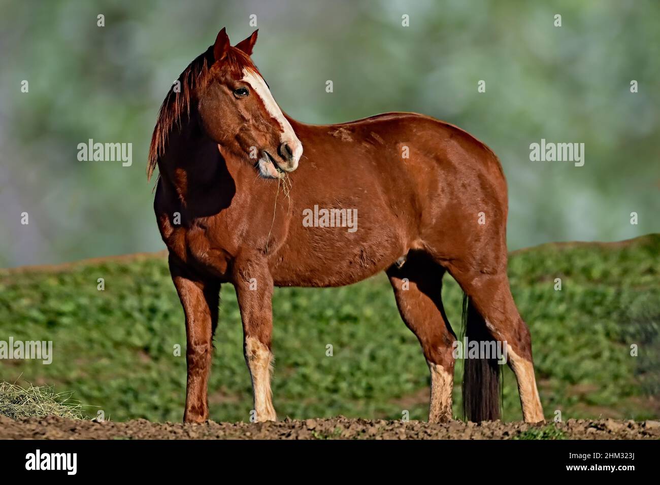 Equestrian equestrians hi-res stock photography and images - Alamy
