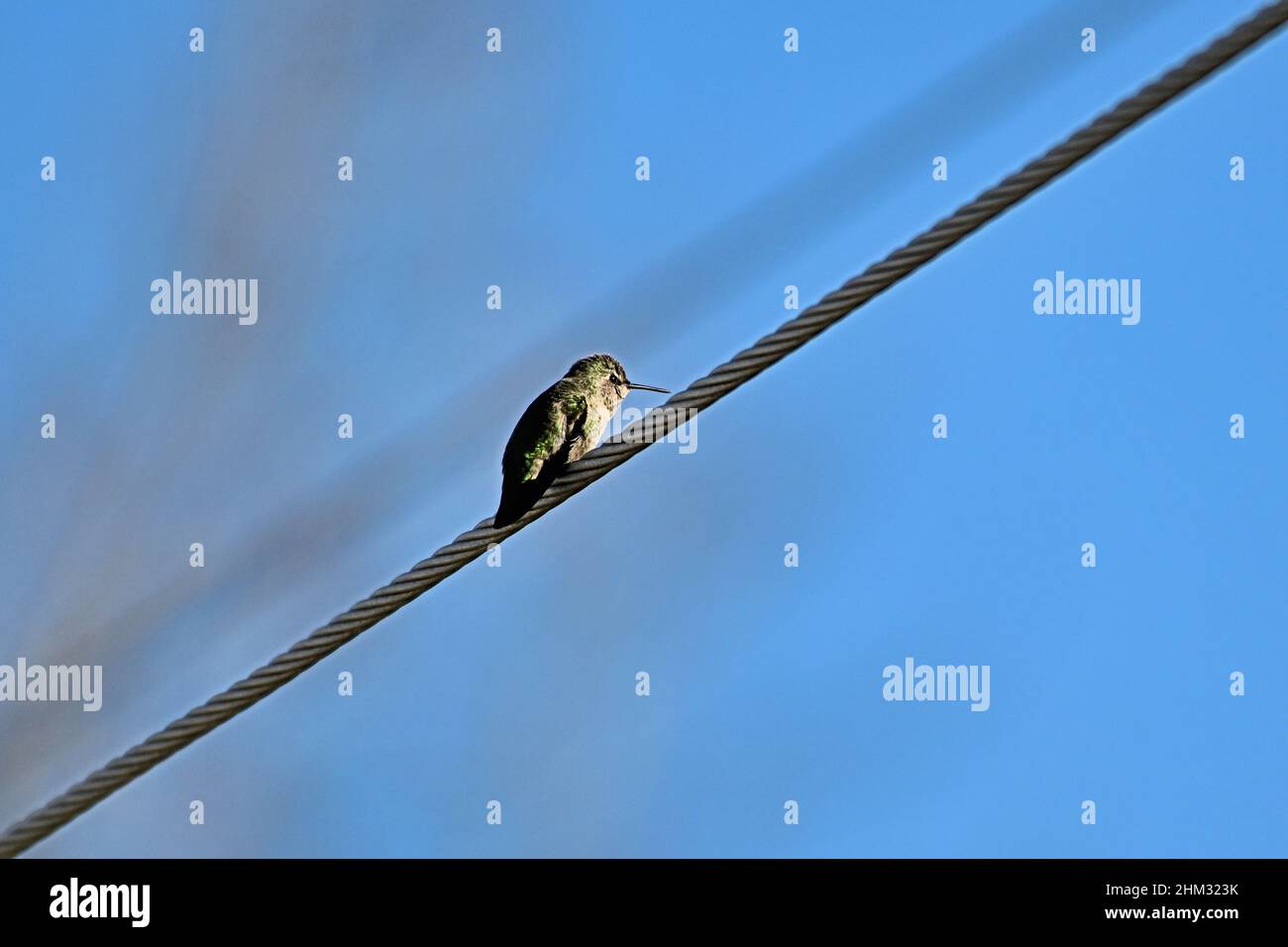 Anna's Hummingbird - Calypte anna Stock Photo - Alamy