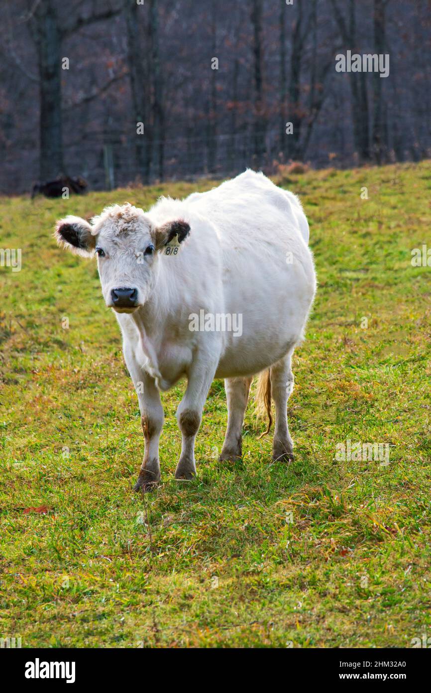British White Cattle are a rare breed used mainly for beef but also ...