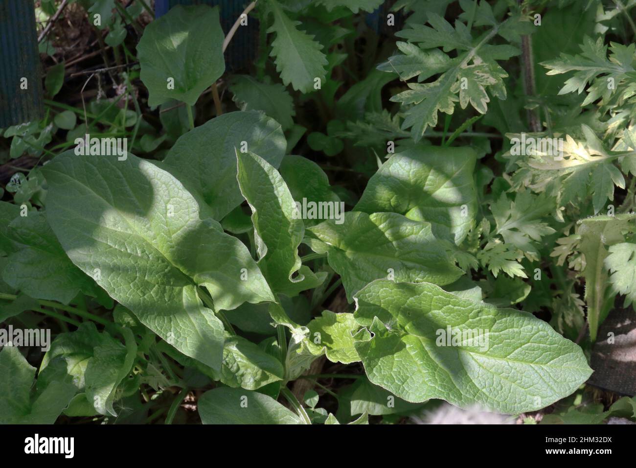 Henry plant hi-res stock photography and images - Alamy