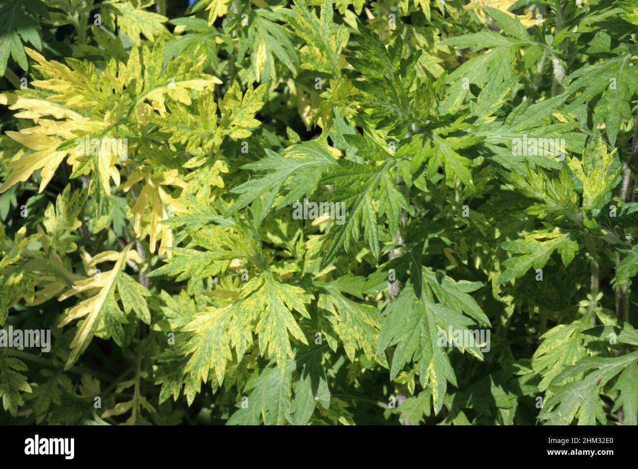 Variegated mugwort hi-res stock photography and images - Alamy