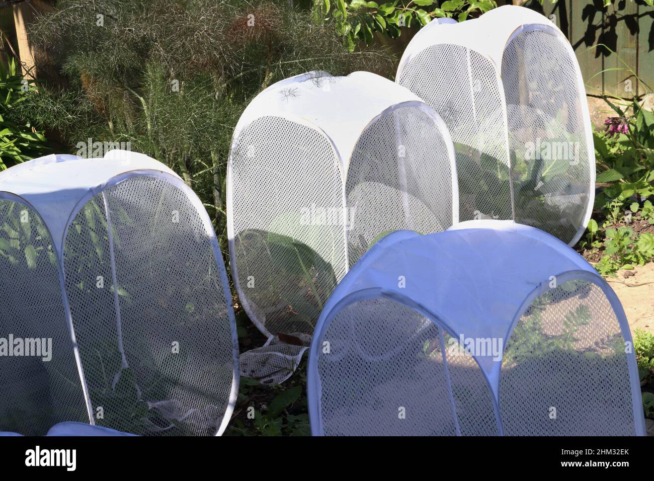 Protecting garden vegetables hi-res stock photography and images - Alamy
