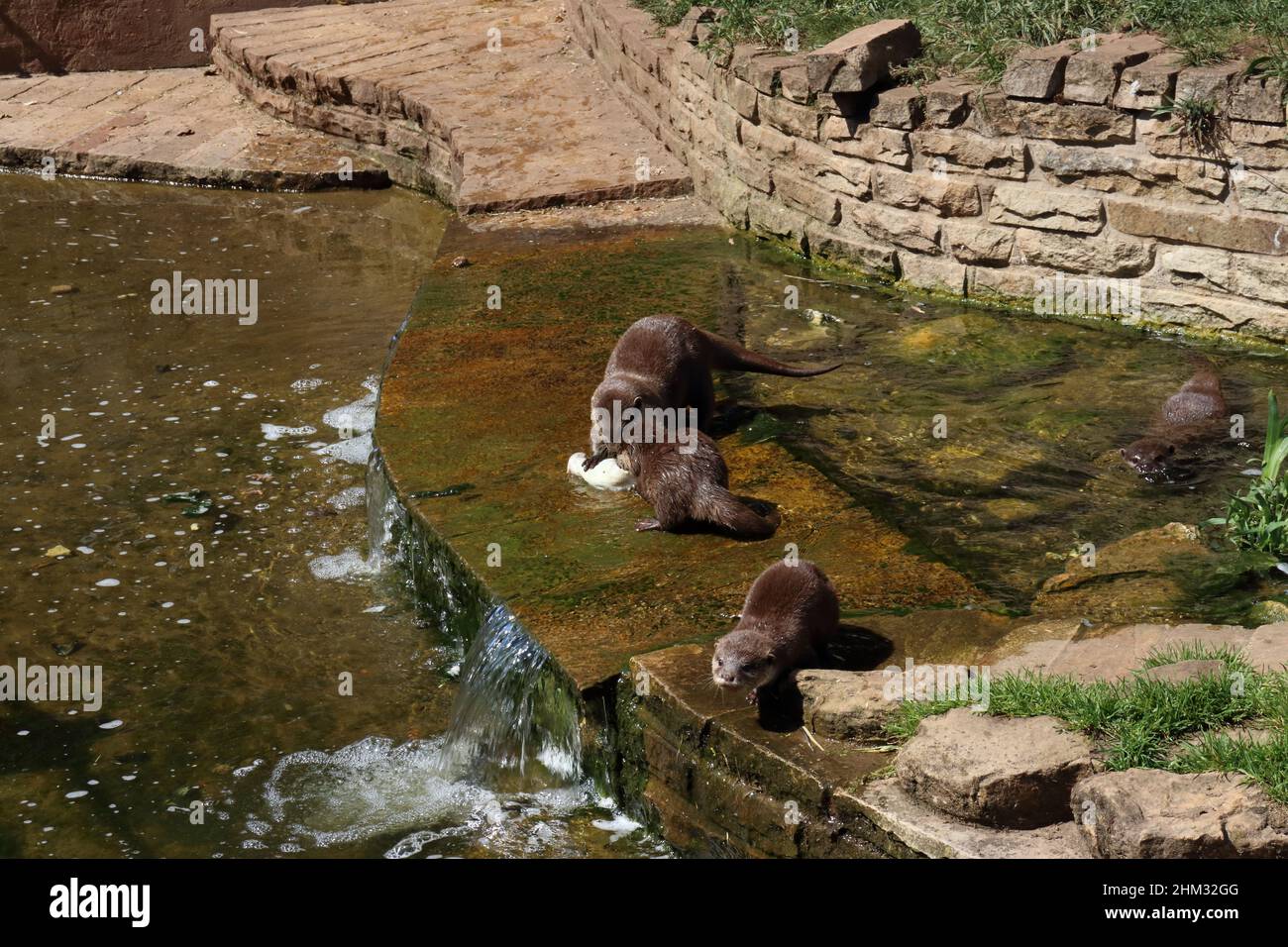 Eurasian otters eating rats at Tropical Butterfly House, Anston, South ...