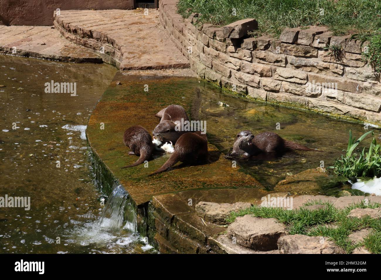 Eurasian otters eating rats at Tropical Butterfly House, Anston, South ...