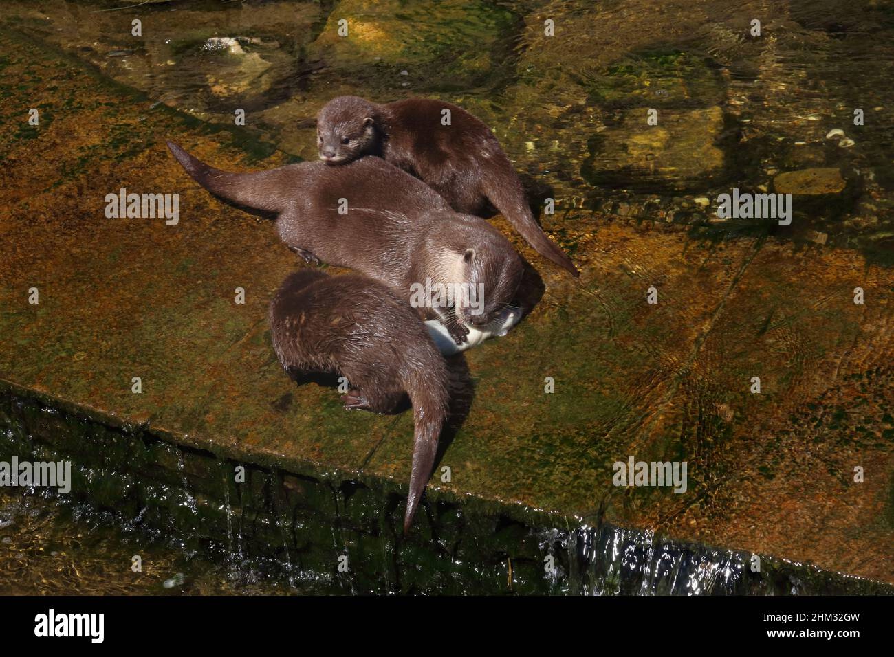 Eurasian otters eating rats at Tropical Butterfly House, Anston, South ...
