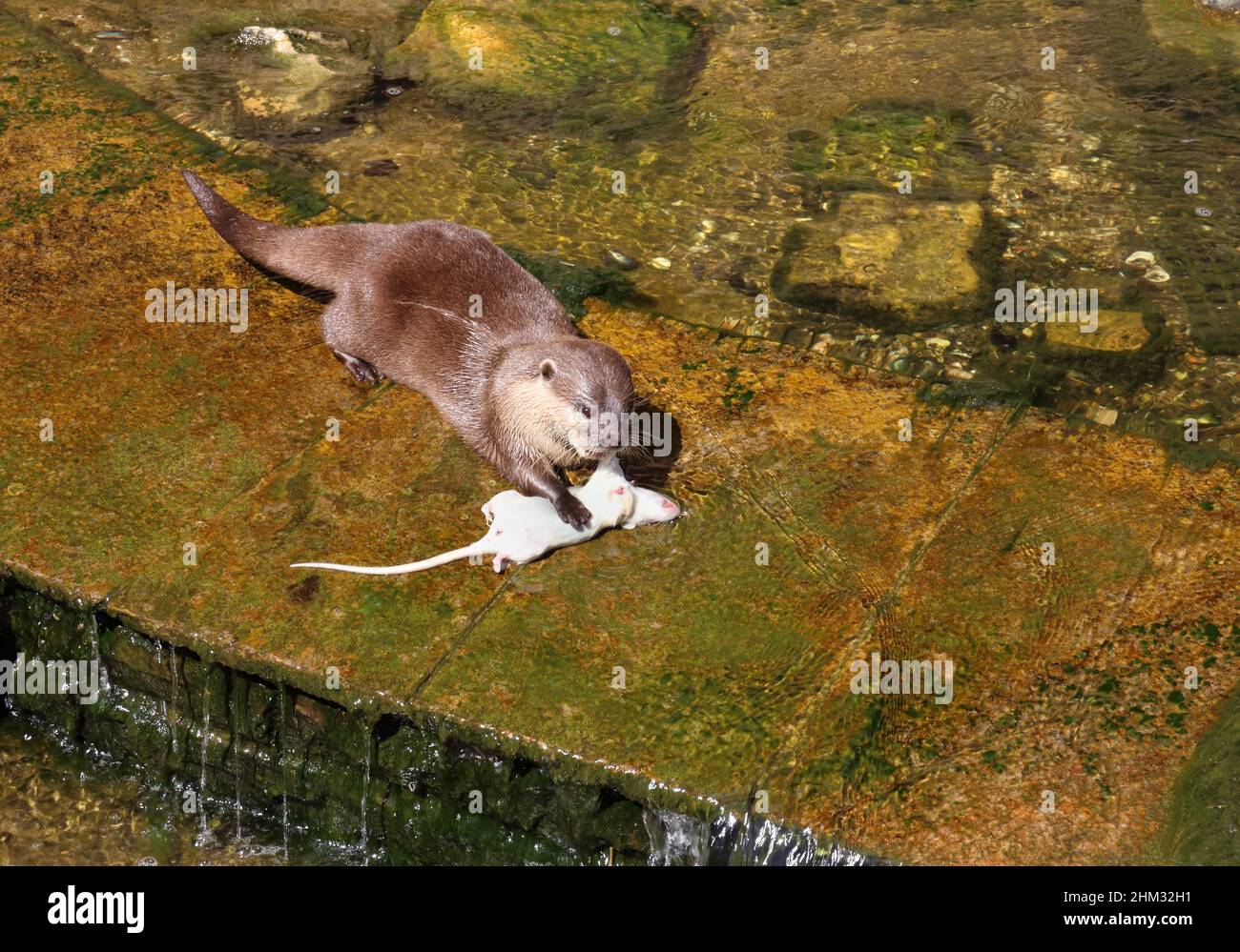 Eurasian otters eating rats at Tropical Butterfly House, Anston, South ...