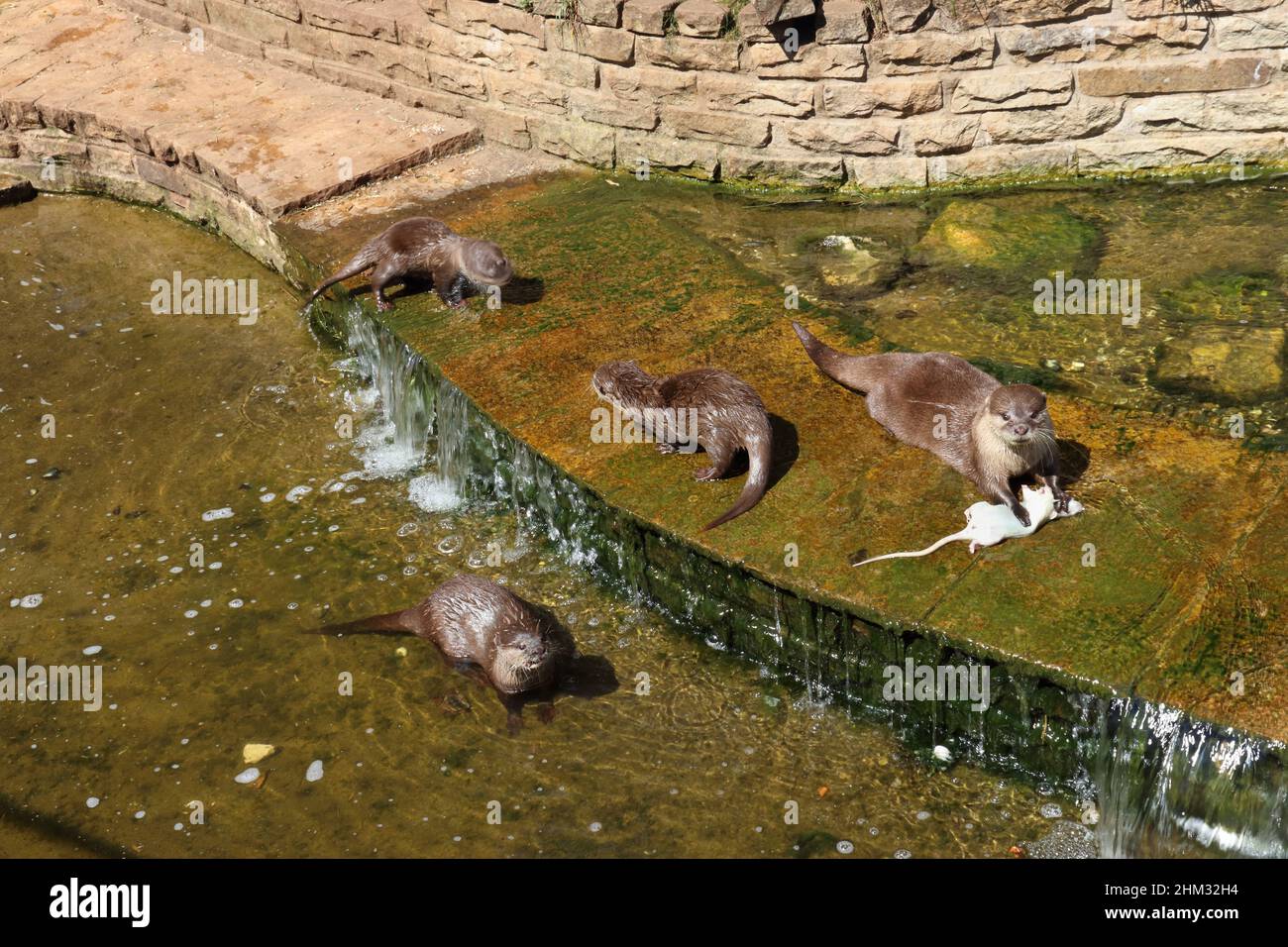 Eurasian otters eating rats at Tropical Butterfly House, Anston, South ...