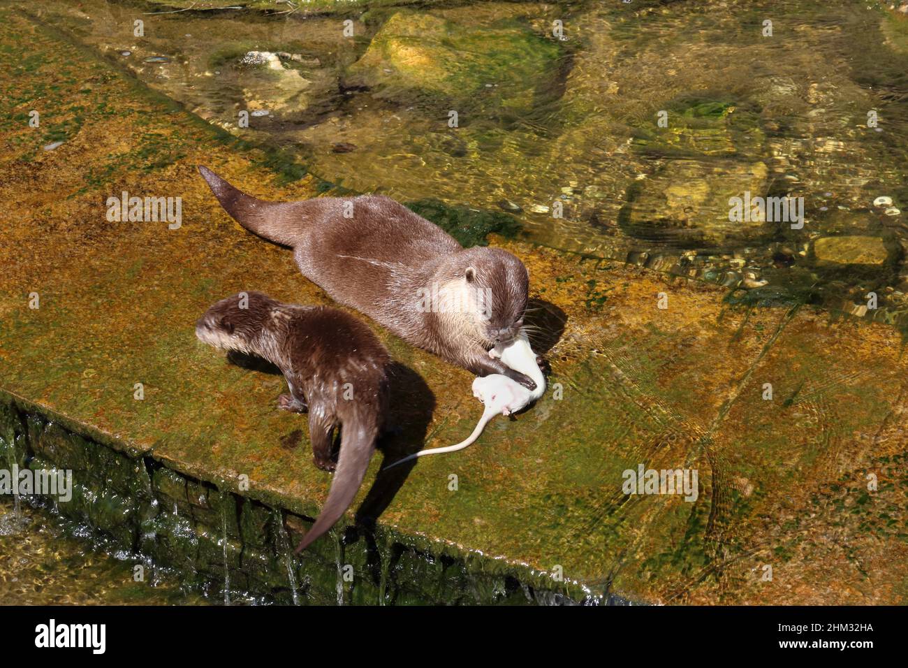 Eurasian otters eating rats at Tropical Butterfly House, Anston, South ...