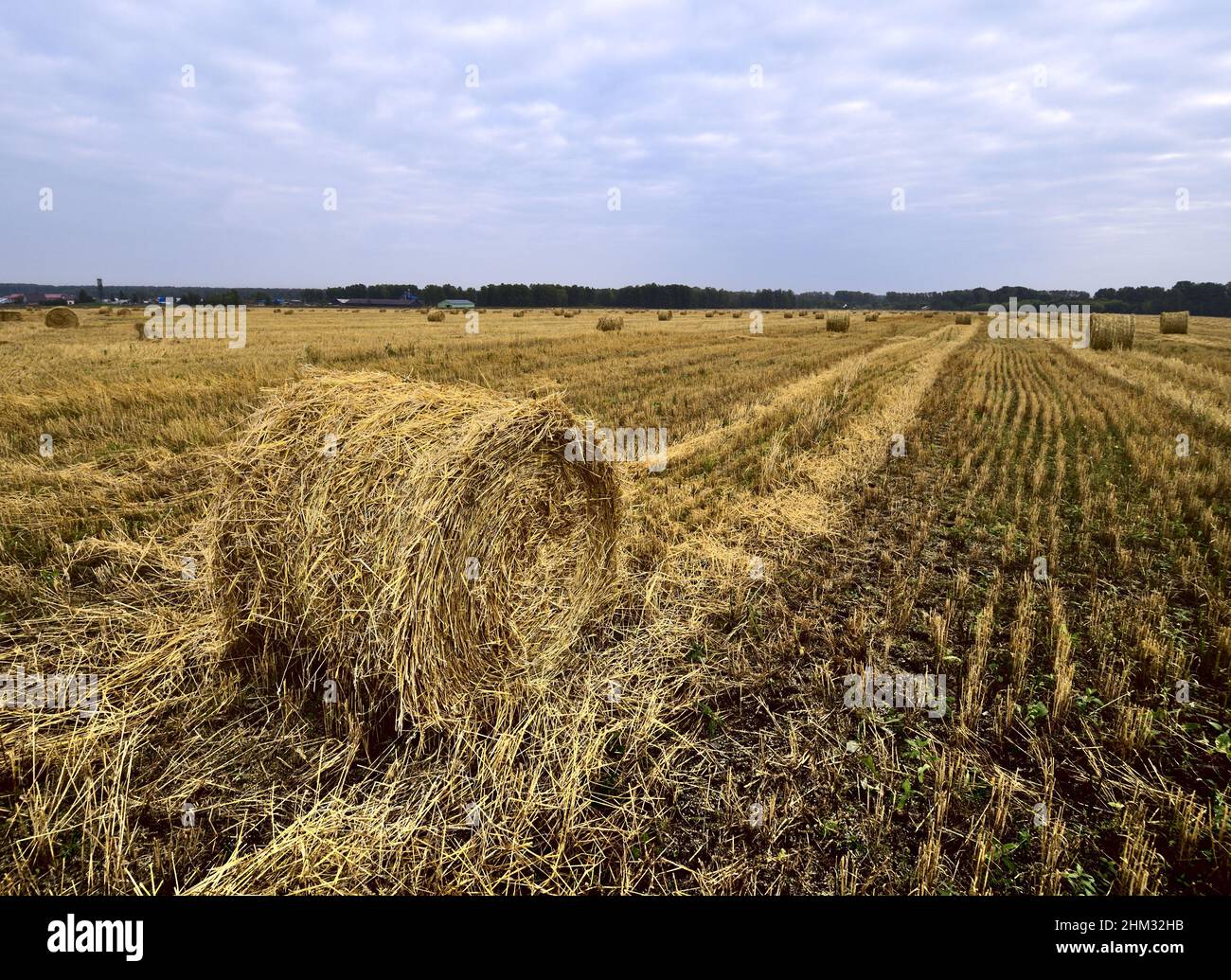 Field after harvest near Novosibirsk. Rolls of hay, furrows, grass ...
