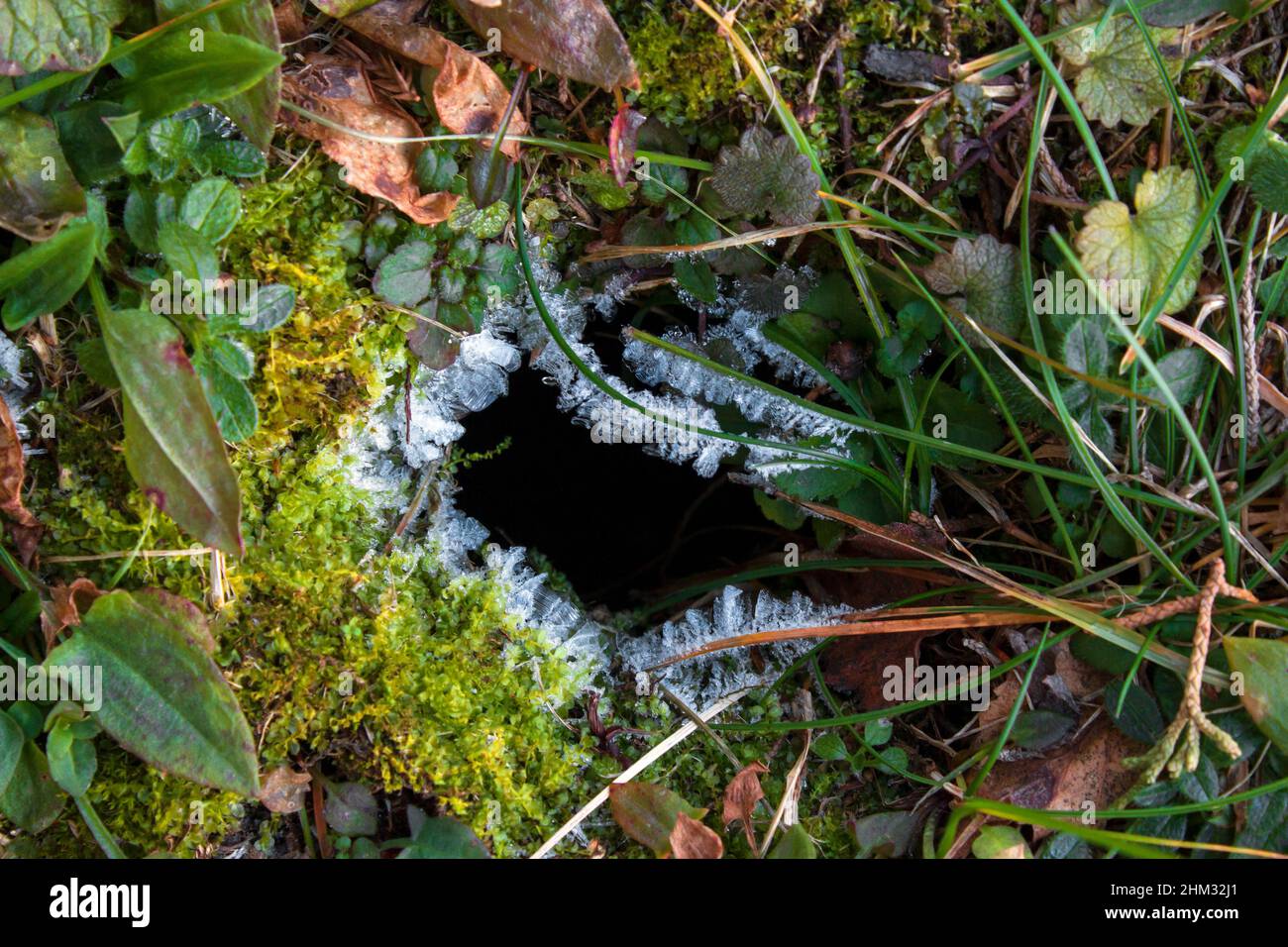 Eastern chipmunk den hi-res stock photography and images - Alamy