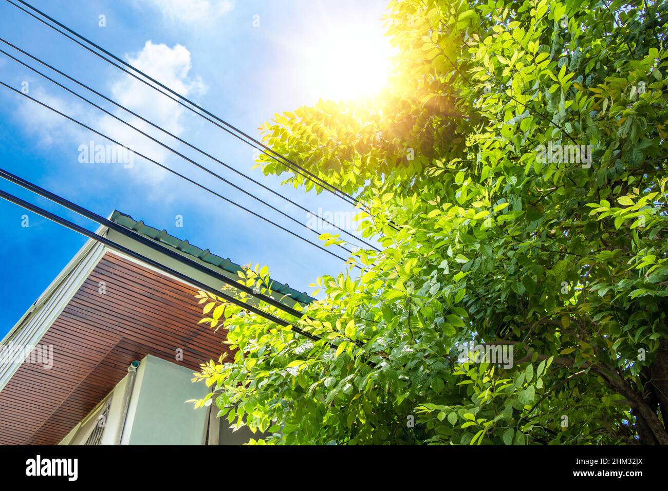 Tree plant garden in home area for fresh green cooling house and ozone ...