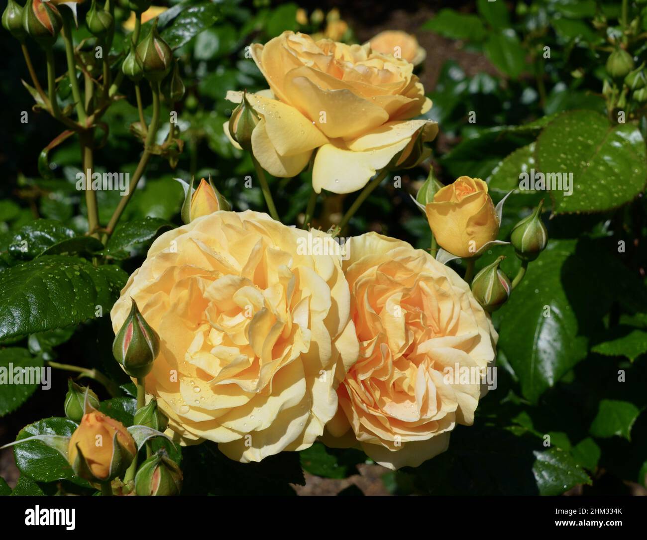 Closeup of 'Charles Austin' roses growing in a garden under the ...