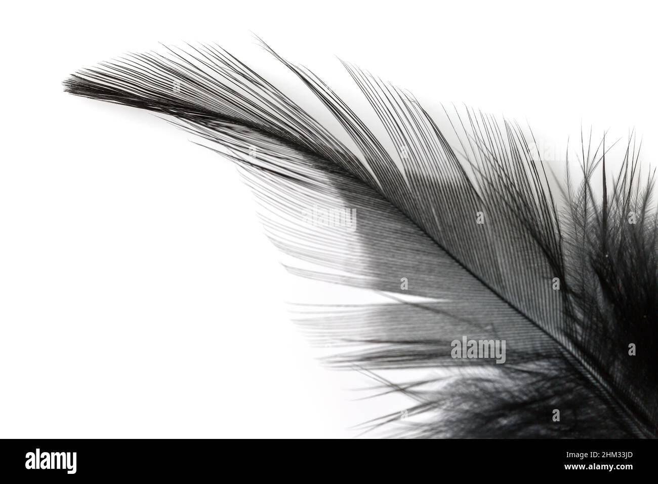 Close up of black feather isolated on white background Stock Photo - Alamy