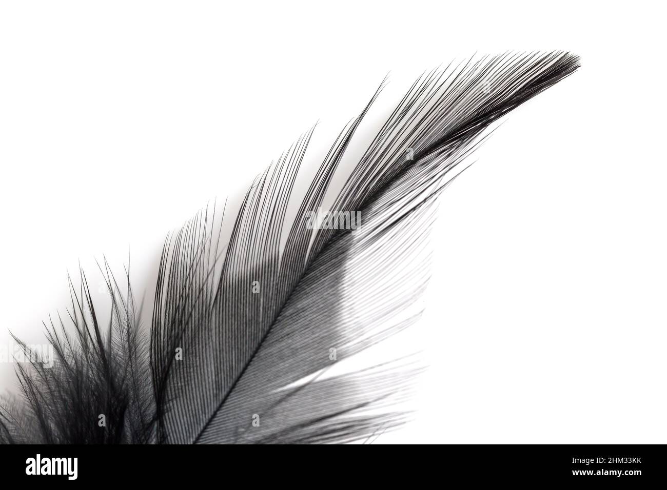 White feathers falling down on hi-res stock photography and images - Alamy