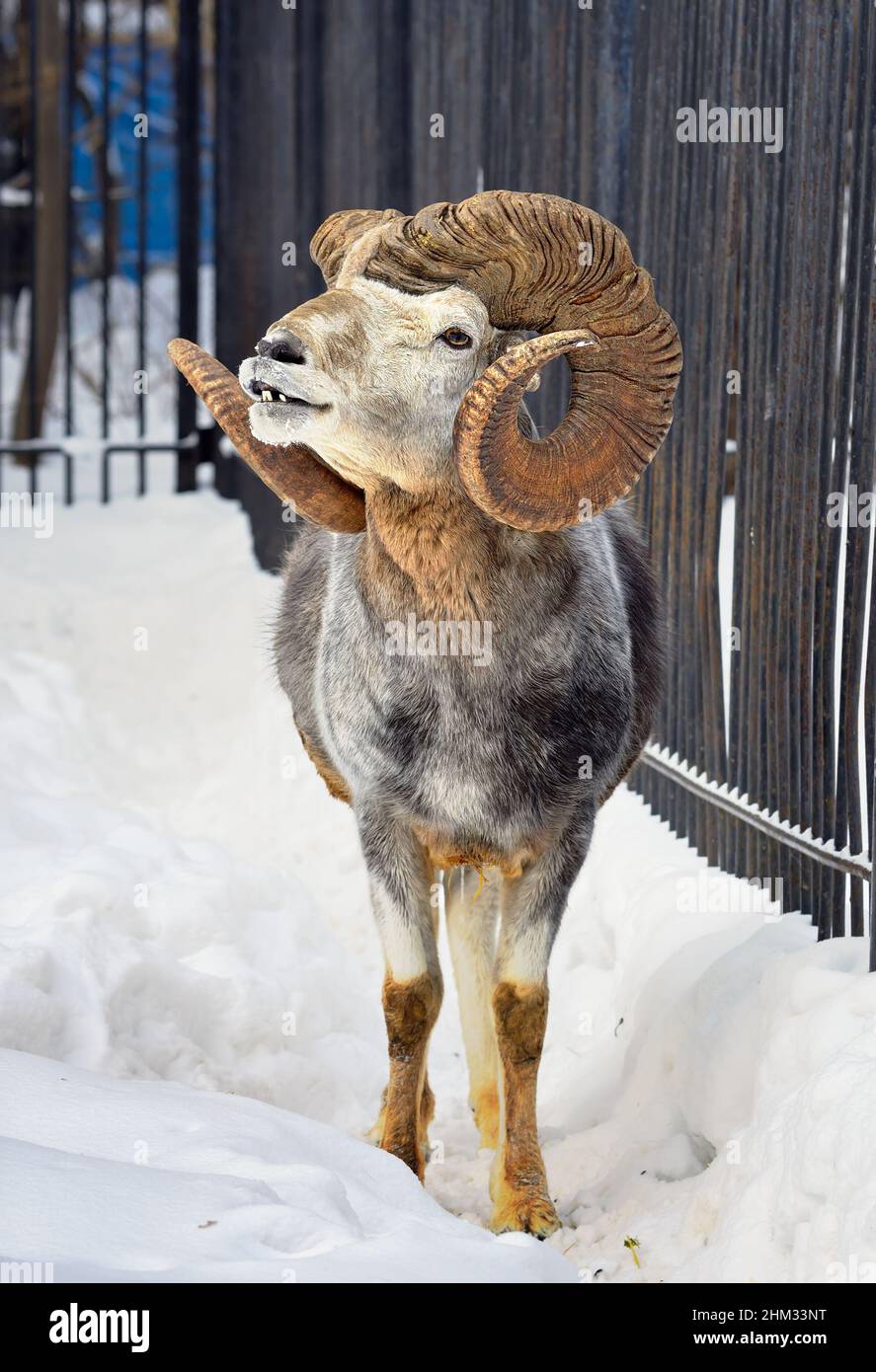 Male argali in the snow. Wild Altai mountain sheep with mighty spiral ...