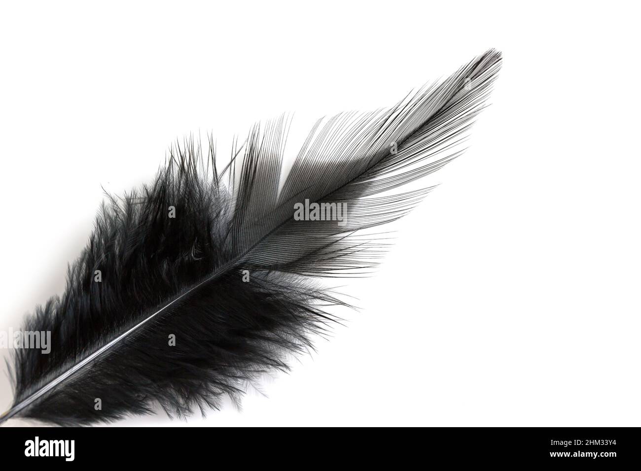 Close up of black feather isolated on white background Stock Photo - Alamy