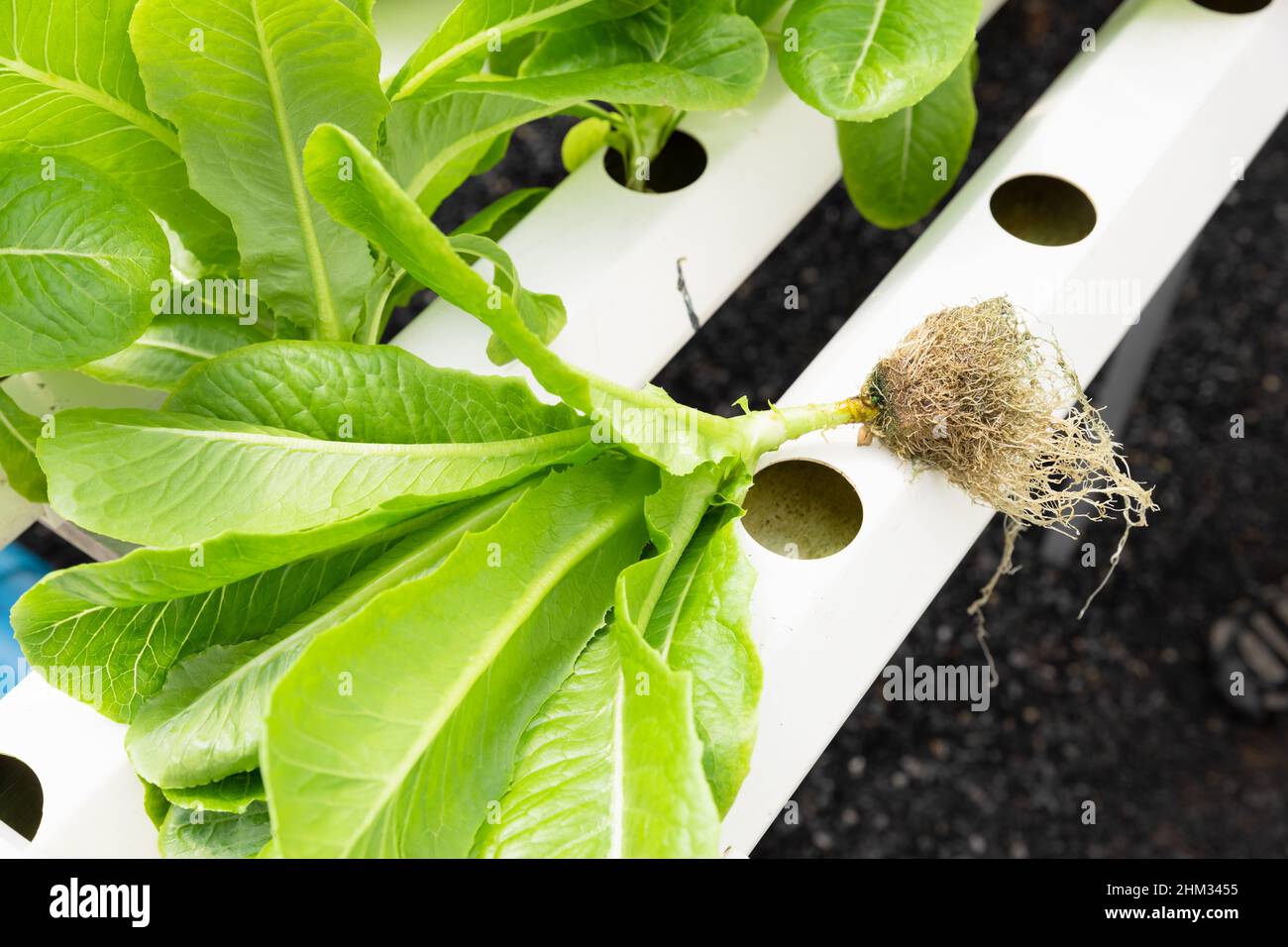 Closeup Green Cos Plant with Hydroponics no soil in modern Agriculture ...