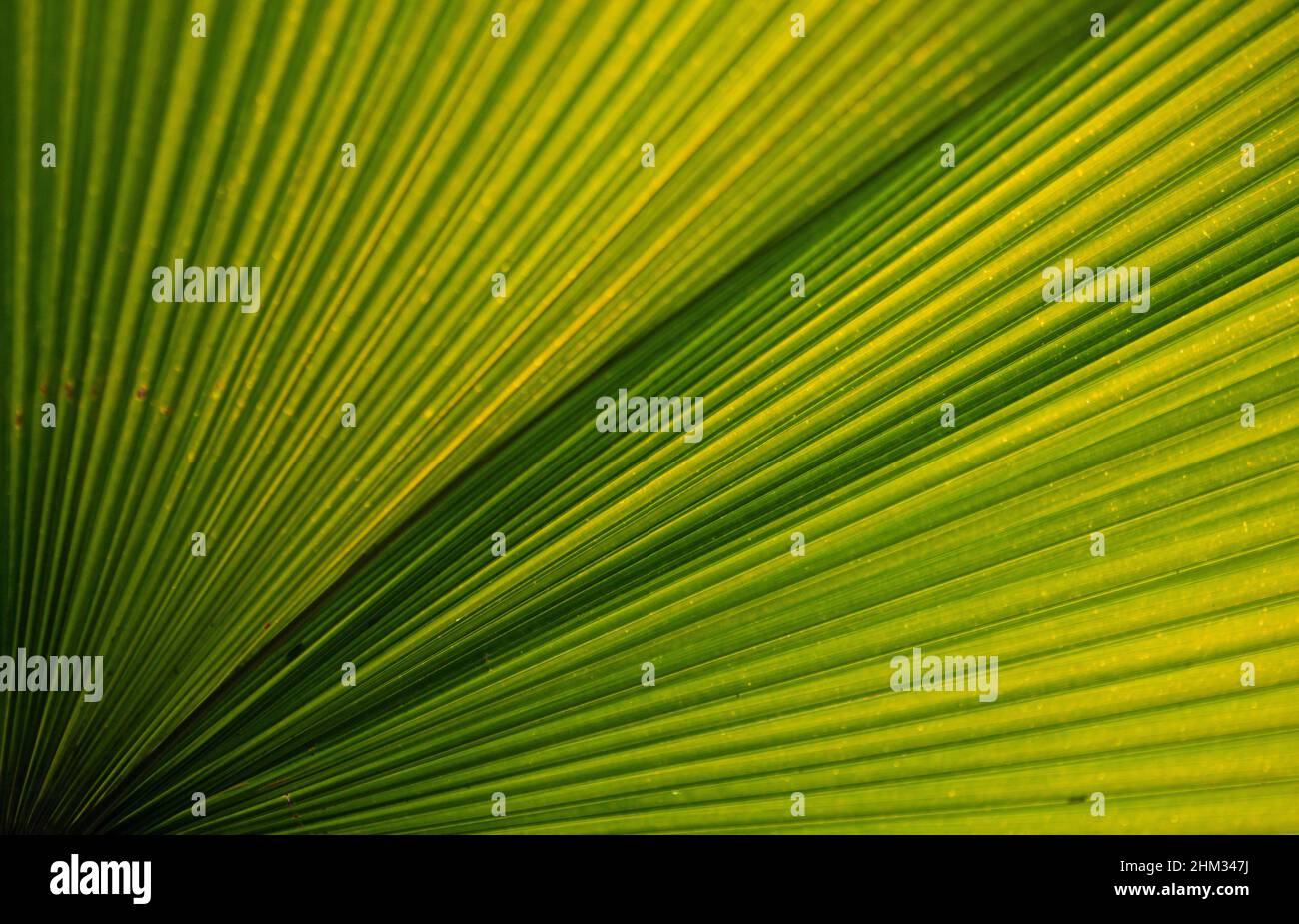 Green Palm Leaf Texture For Wallpaper And Background Abstract