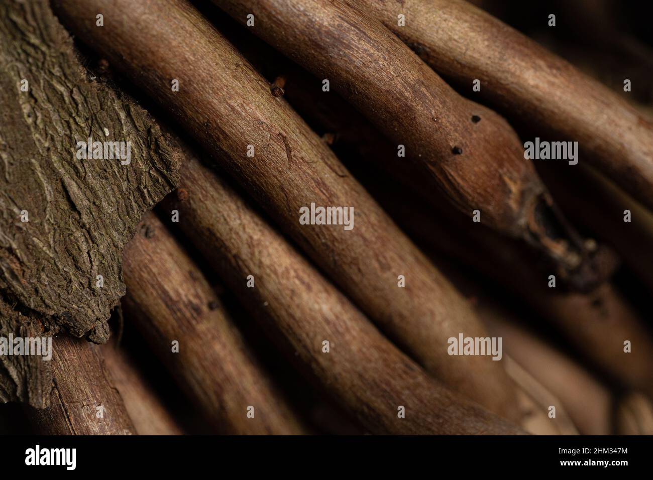 Plant roots texture for background and wallpaper. Abstract background ...