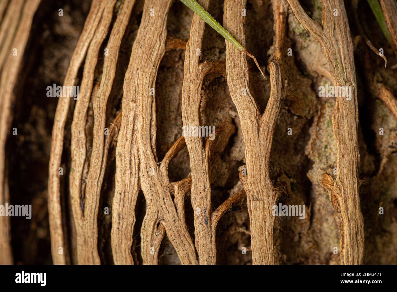 Plant roots texture for background and wallpaper. Abstract background ...