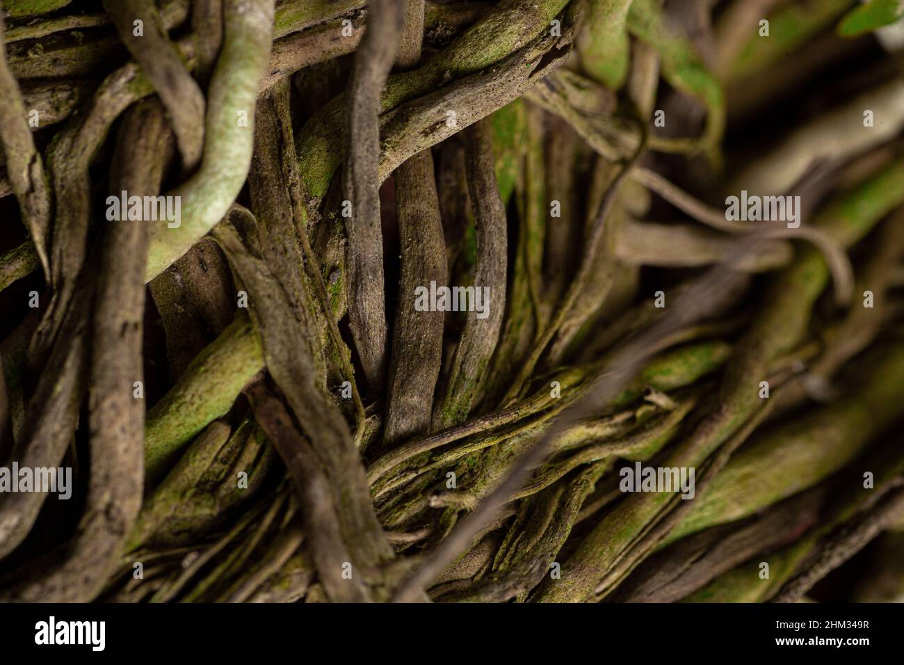 Plant roots texture for background and wallpaper. Abstract background ...