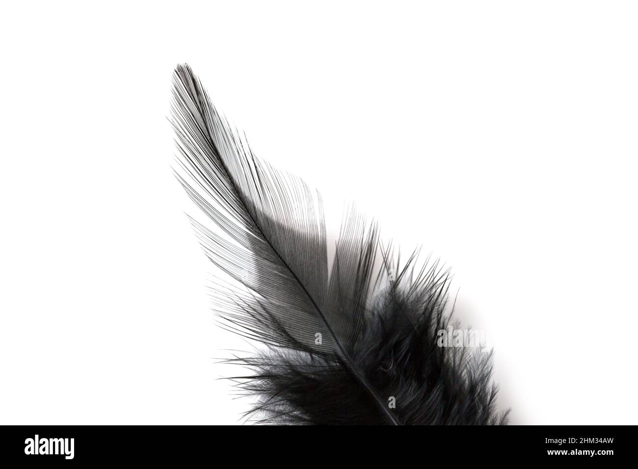 Close up of black feather isolated on white background Stock Photo - Alamy