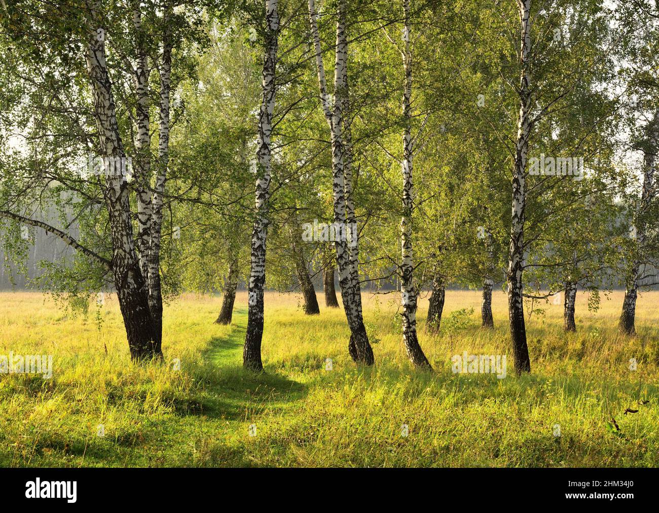 Curly tree trunks hi-res stock photography and images - Alamy
