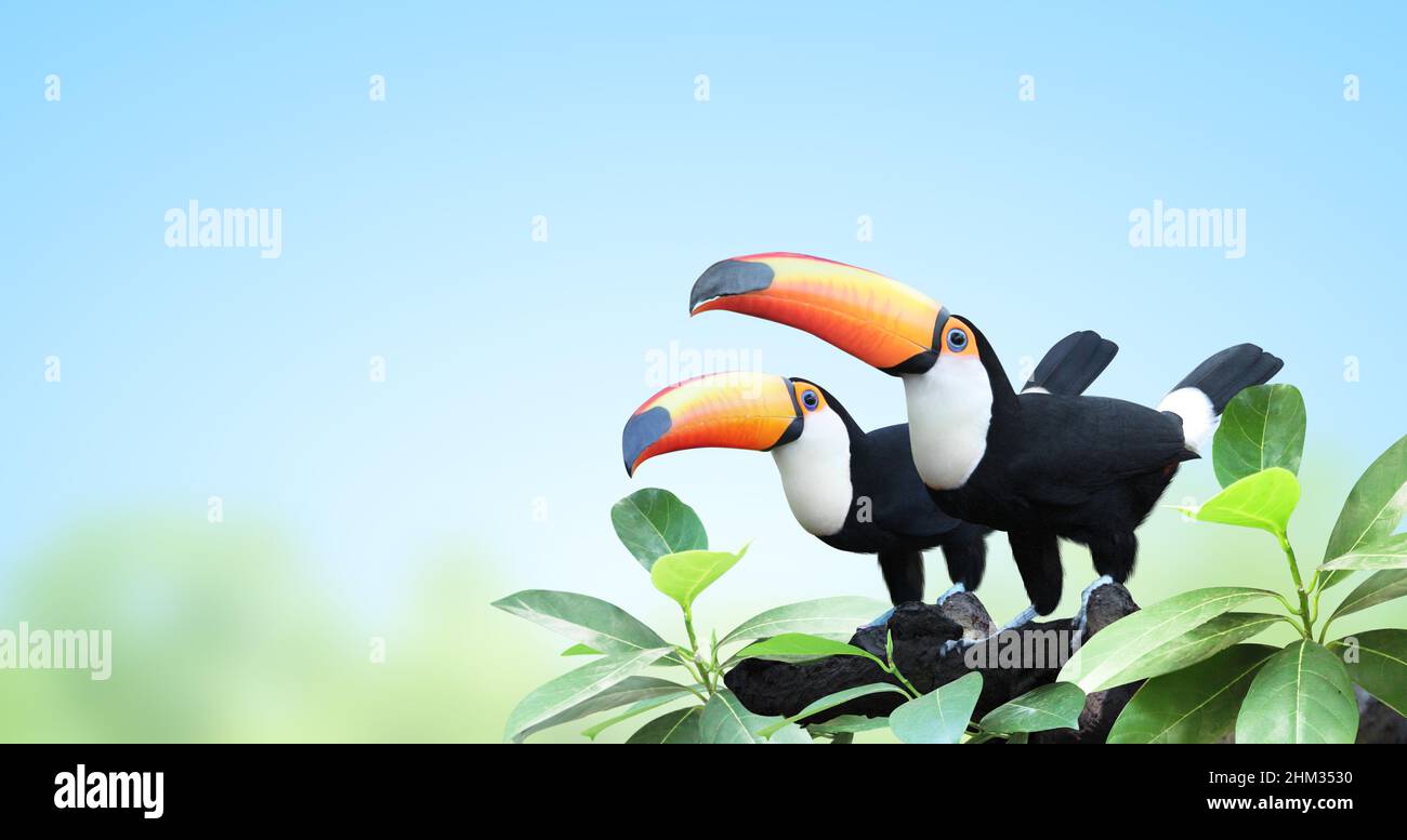 Horizontal banner with two beautiful colorful toucan birds ...