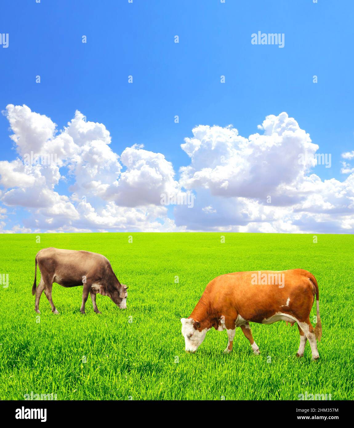 Two cows grazing in meadow. View of idyllic scenery with green grass ...