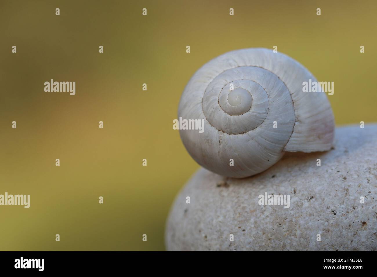 empty snail shell Stock Photo - Alamy