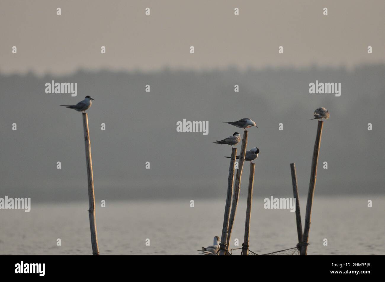 The Common Tern, an agile bird that hunts fish, with specimens sitting ...