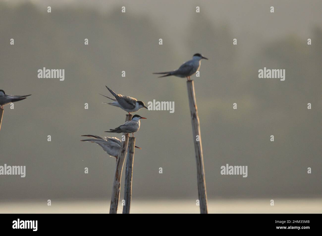 The Common Tern, an agile bird that hunts fish, with specimens sitting ...