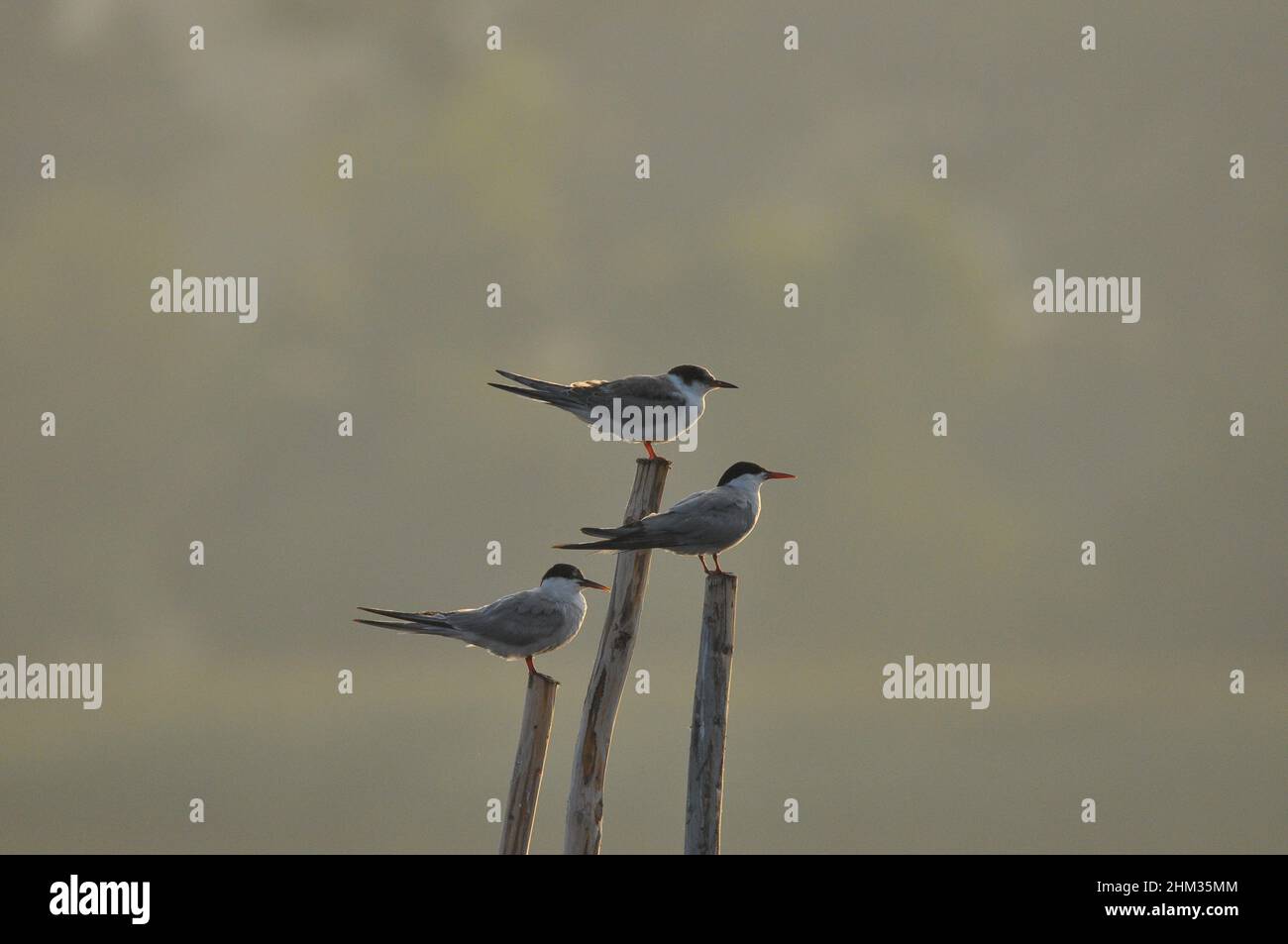 The Common Tern, an agile bird that hunts fish, with specimens sitting ...