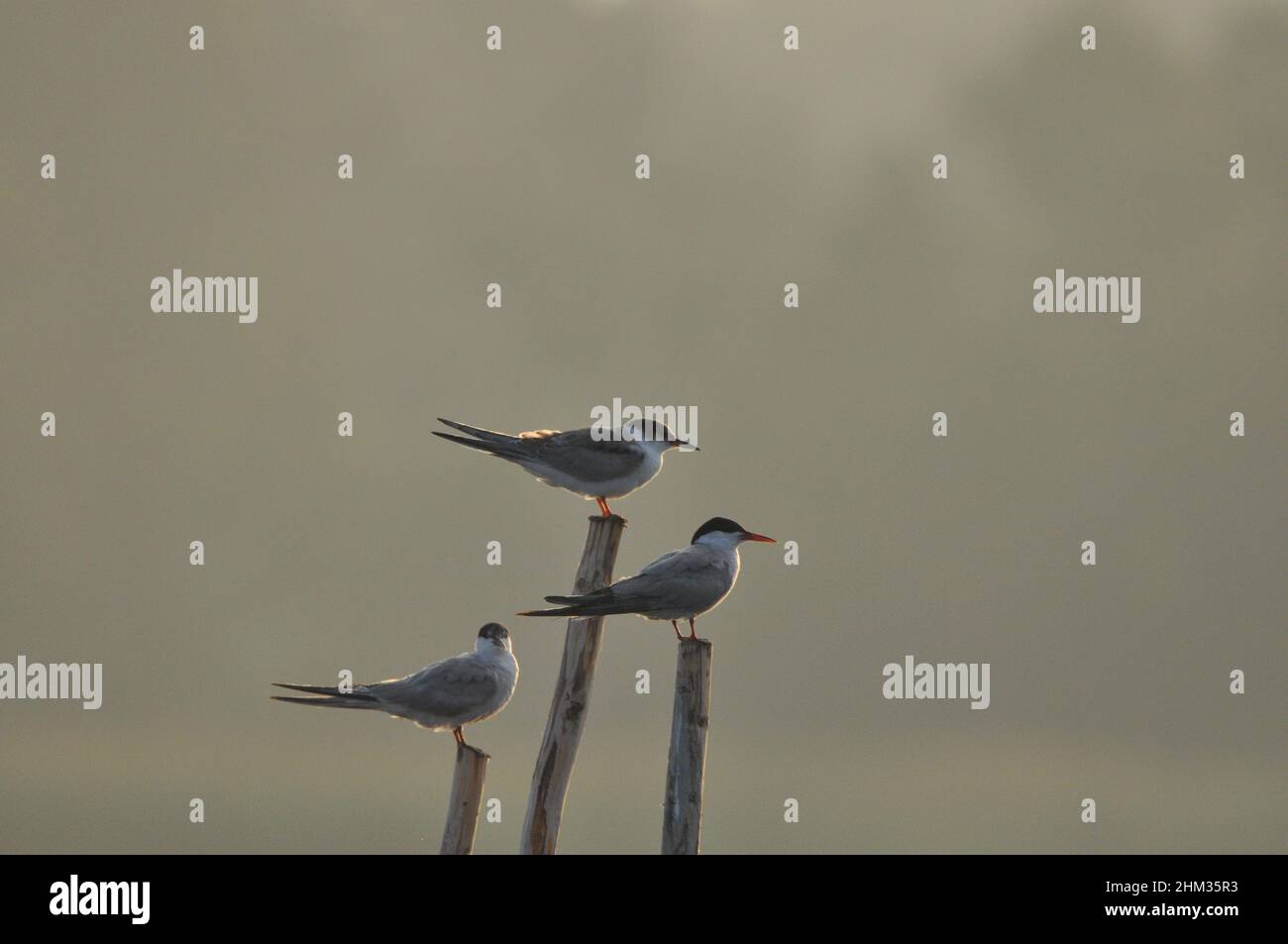 The Common Tern, an agile bird that hunts fish, with specimens sitting ...