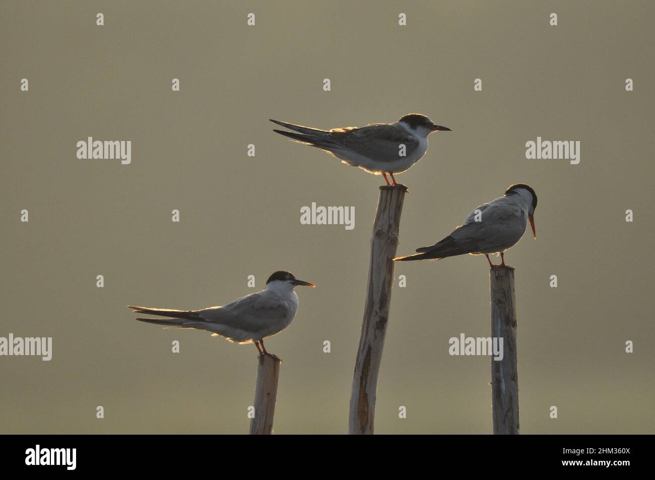 The Common Tern, an agile bird that hunts fish, with specimens sitting ...