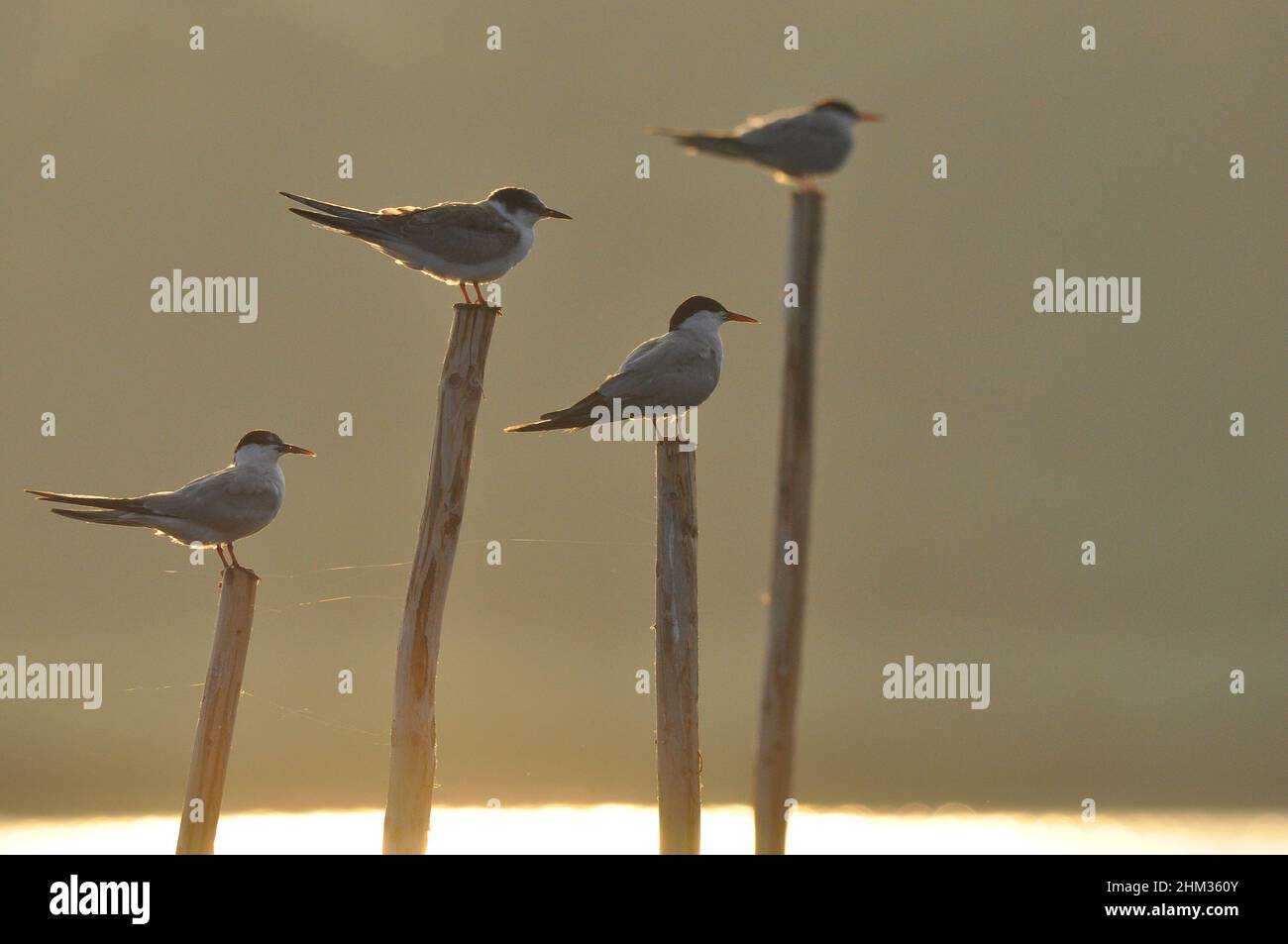 The Common Tern, an agile bird that hunts fish, with specimens sitting ...
