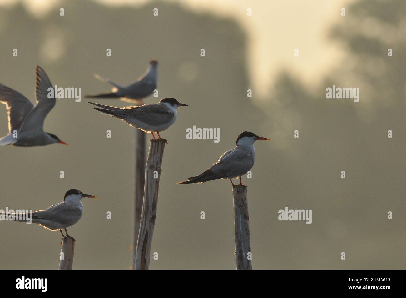 The Common Tern, an agile bird that hunts fish, with specimens sitting ...
