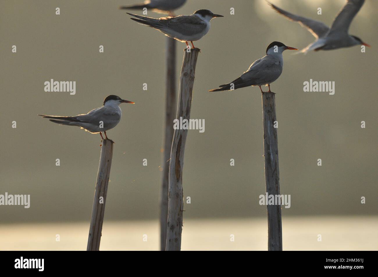 The Common Tern, an agile bird that hunts fish, with specimens sitting ...