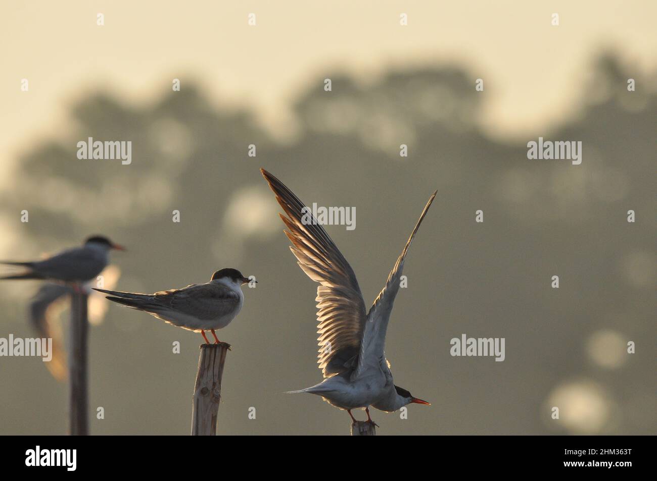 The Common Tern, an agile bird that hunts fish, with specimens sitting ...