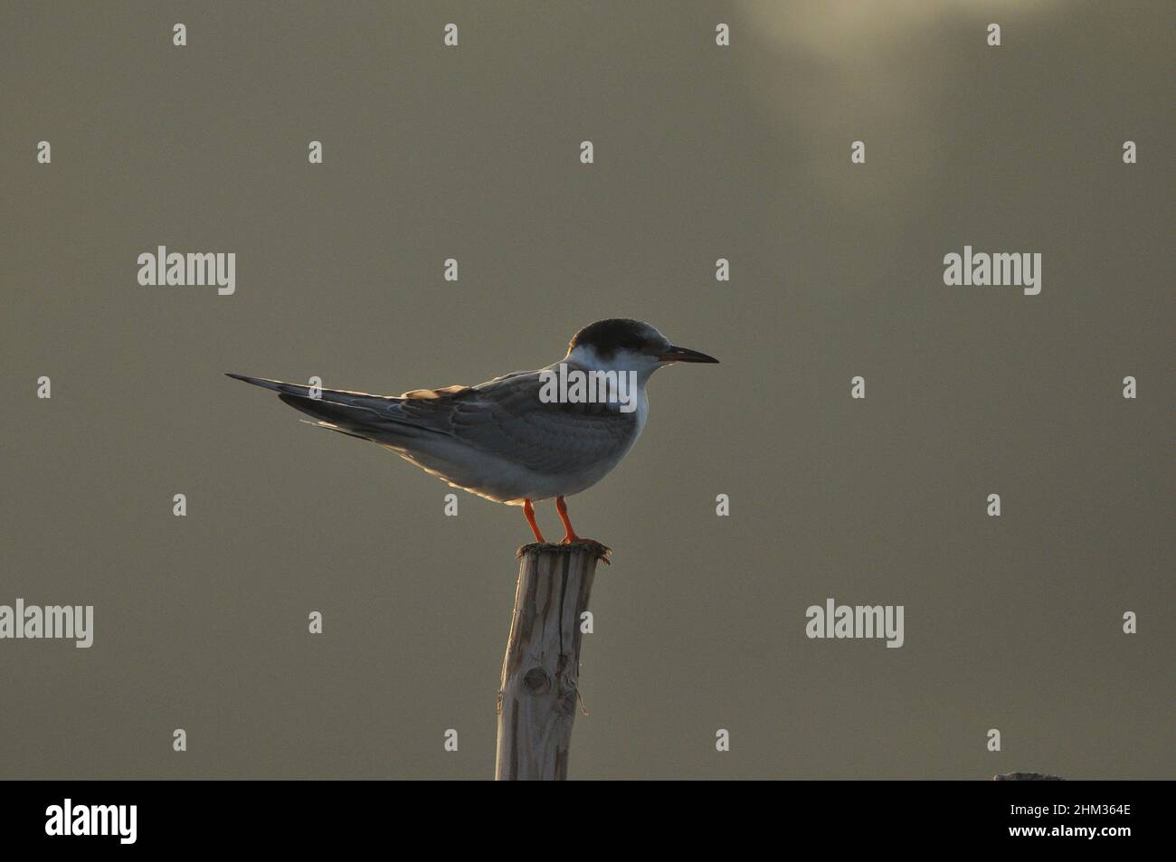 The Common Tern, an agile bird that hunts fish, with specimens sitting ...