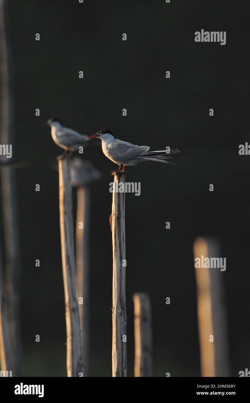 The Common Tern, an agile bird that hunts fish, with specimens sitting ...