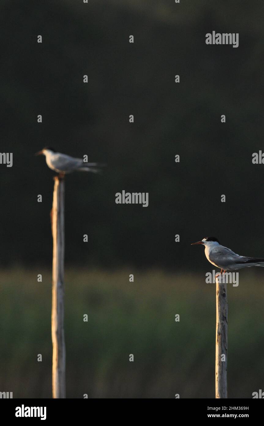The Common Tern, an agile bird that hunts fish, with specimens sitting ...