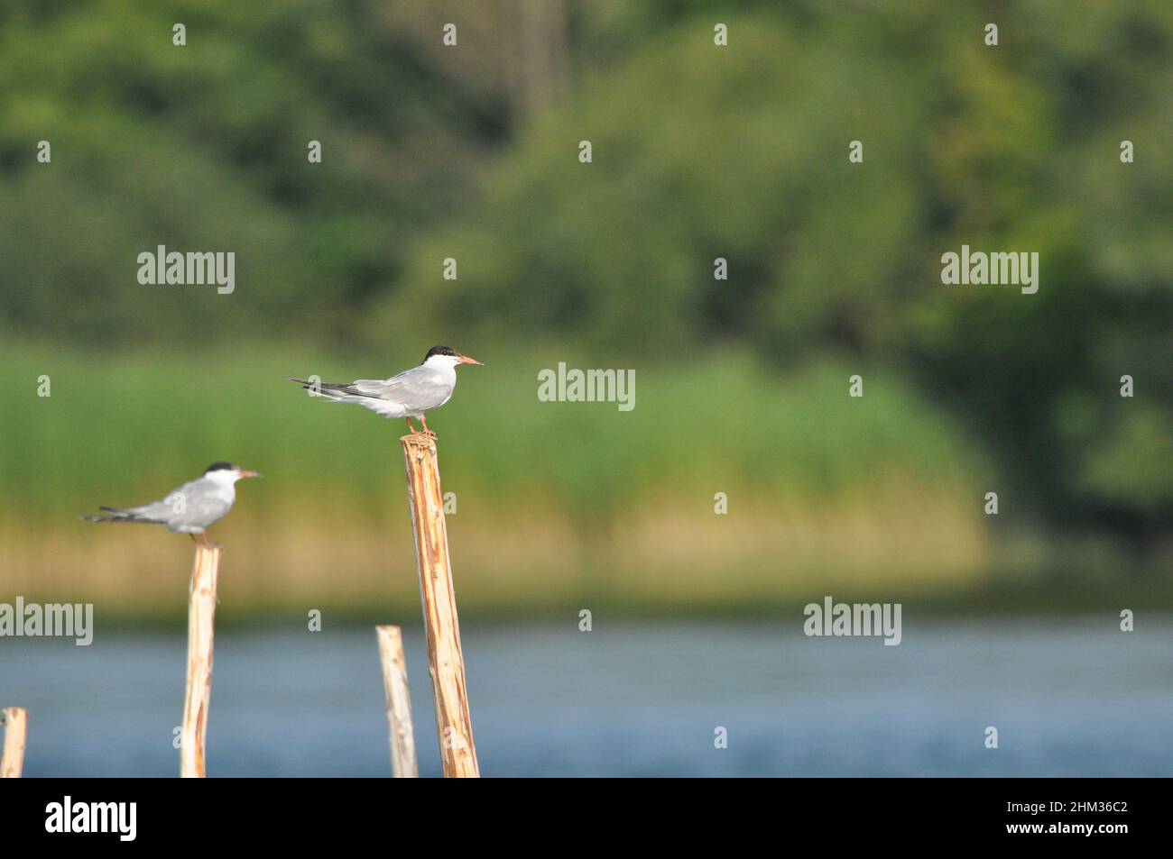 The Common Tern, an agile bird that hunts fish, with specimens sitting ...